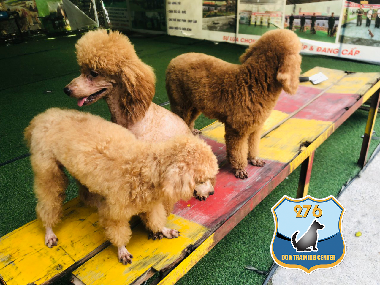 [Chia Sẻ] 12 Cách Huấn Luyện Chó POODLE tại Nhà Trường Huấn Luyện Chó 267